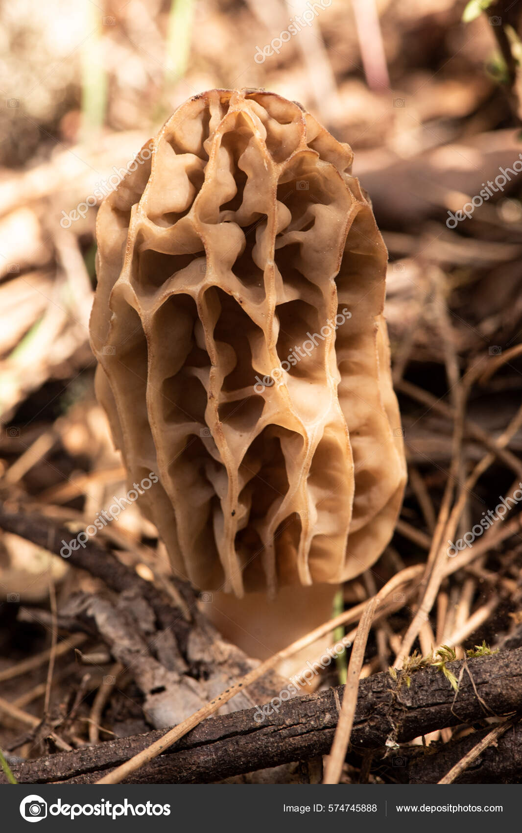 Morchella Tridentina Morel Mushroom Appearance Wasp Nest Beehive Cells ...