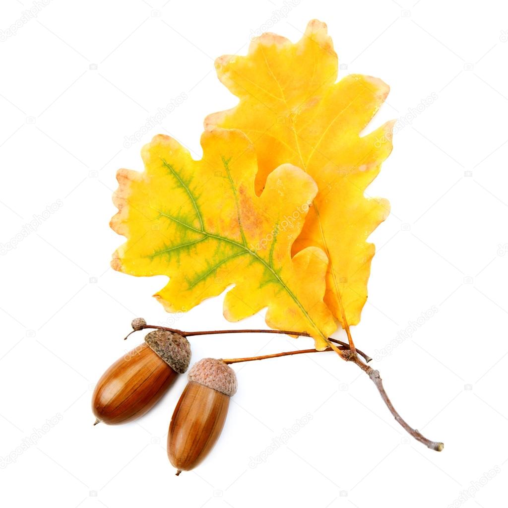 Acorns and oak leaves isolated on white background Stock Photo by ©Alinamd 28447093