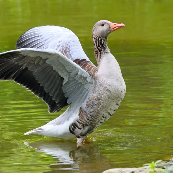 goose with outstretched wings - Stock Image - Everypixel