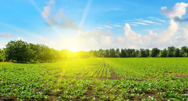 Landbruks og naturbegrepet Stock Photos, Royalty Free Landbruks og ...