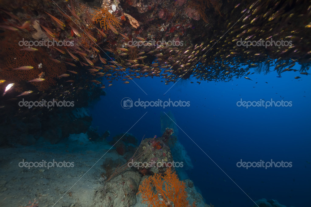 Sweepers and tropical reef in the Red Sea. — Stock Photo © all4one_20 ...