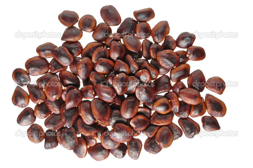 Tamarind seeds — Stock Photo © czuber #12344319
