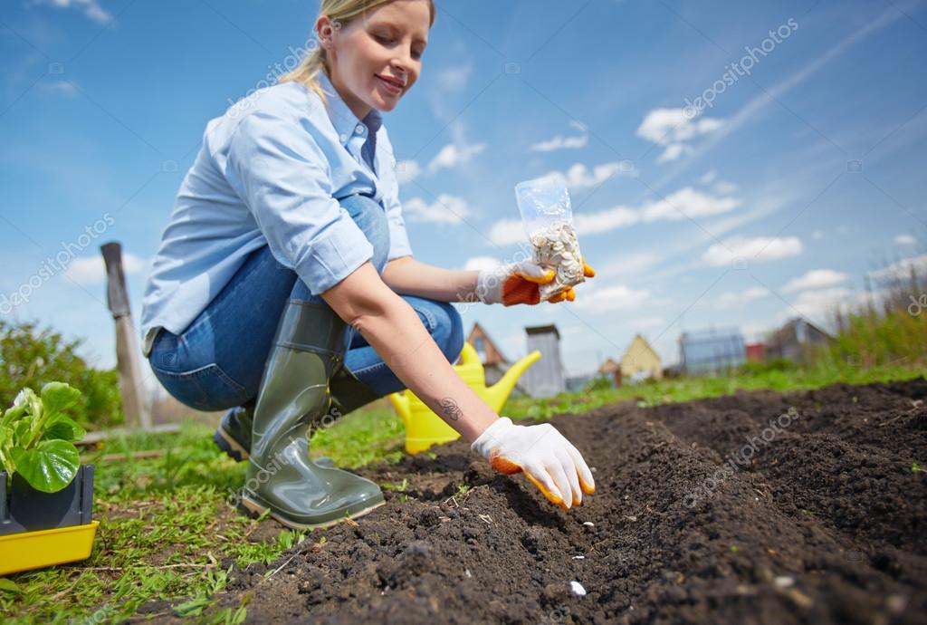 Farmer sowing seed Stock Photo by ©pressmaster 46339519