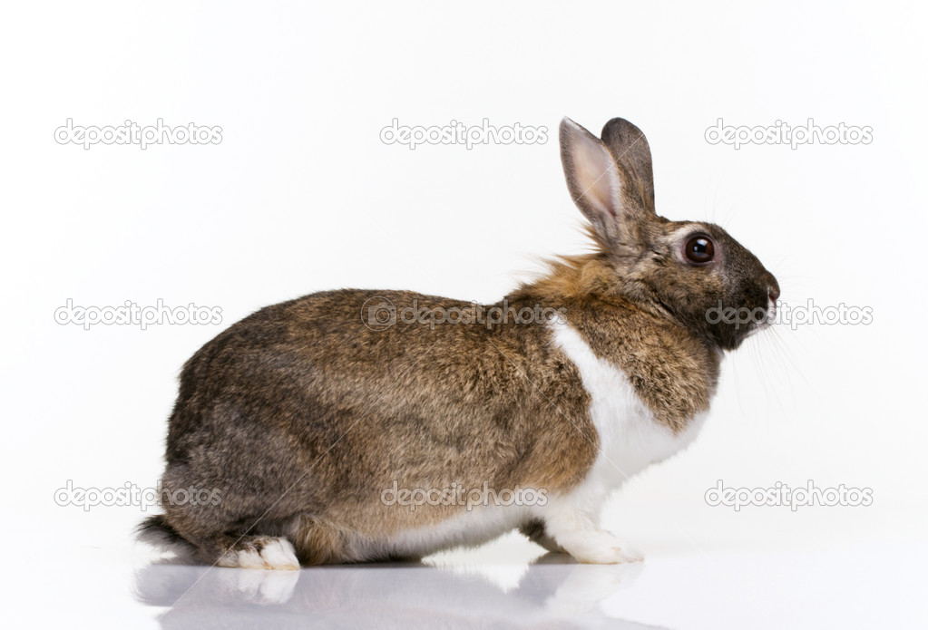 Sitting rabbit Stock Photo by ©zaretskaya 41130731