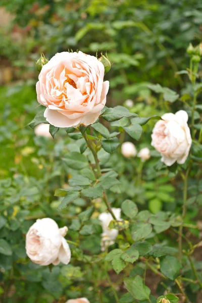 Long stem rose Stock Photos, Royalty Free Long stem rose Images ...