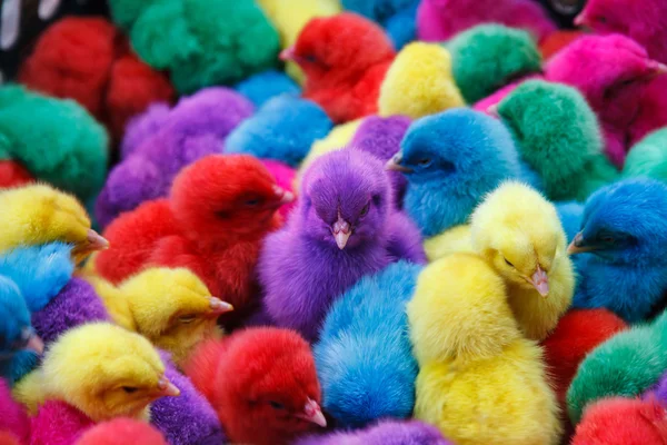 Poussins de différentes couleurs images libres de droit, photos de ...
