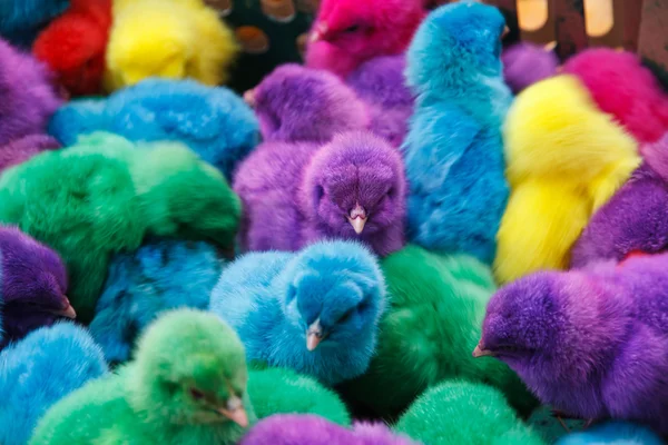 Color chicken — Stock Photo © suksao #42302823