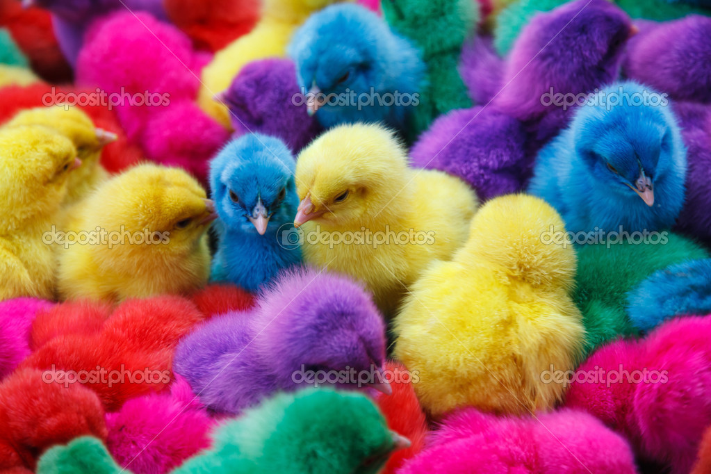 Color chicken — Stock Photo © suksao #42302823