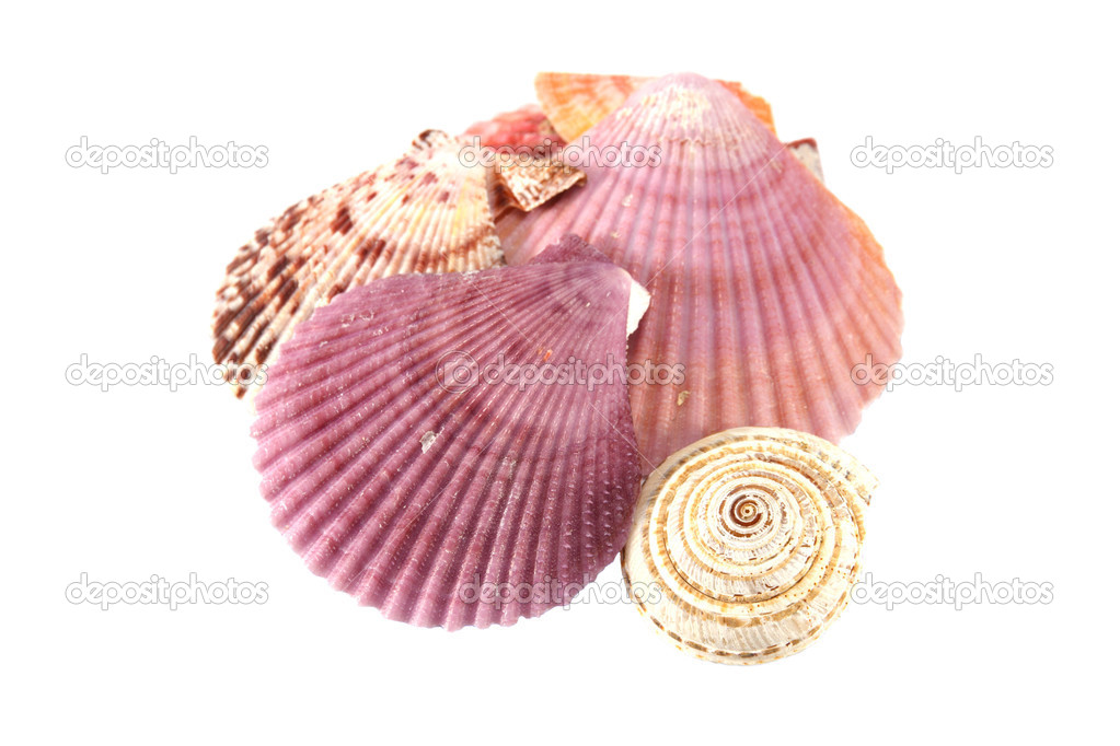 Shell Stock Photo by ©suksao 46262163