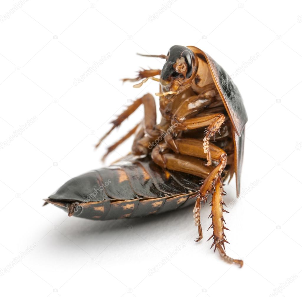 Cockroach sitting against white background Stock Photo by ©lifeonwhite ...