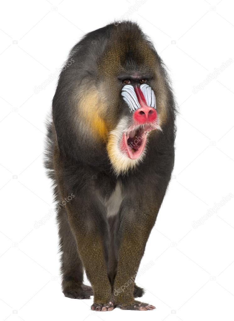 Portrait of Mandrill, Mandrillus sphinx, 22 years old, primate of the ...