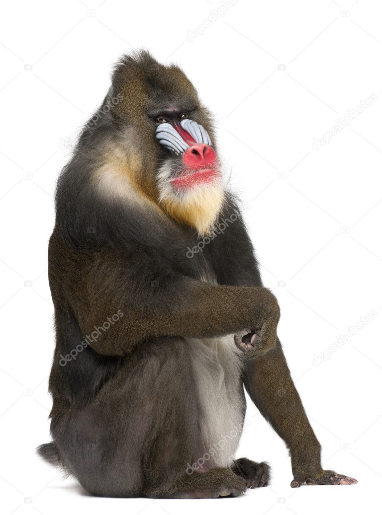 Retrato de Mandrill, Mandrillus sphinx, primate de la familia de monos del Viejo Mundo 22 años ...