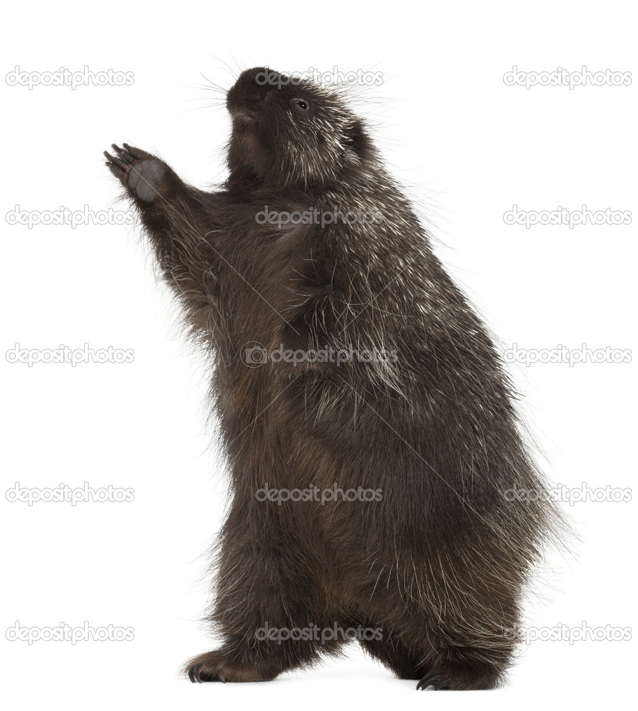 North American Porcupine, Erethizon dorsatum, also known as Canadian ...
