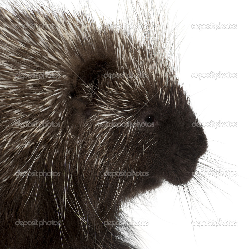 North American Porcupine, Erethizon dorsatum, also known as Canadian ...