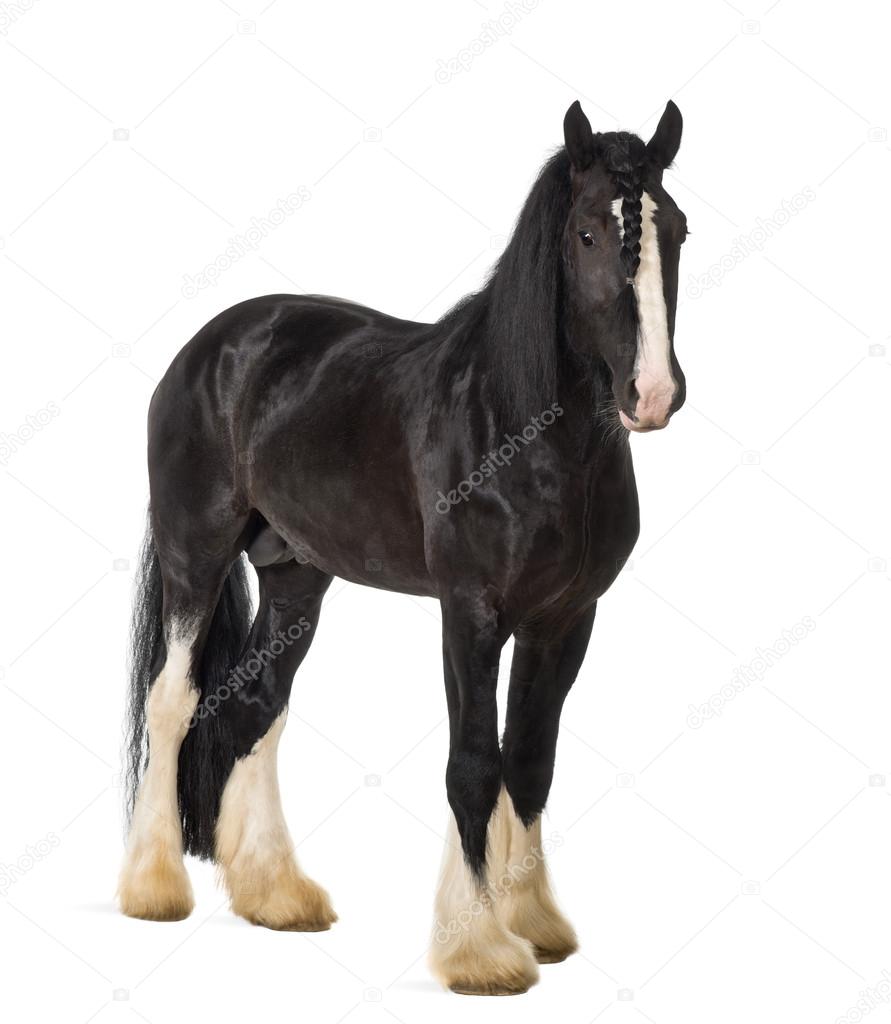 Gray Shire Horse