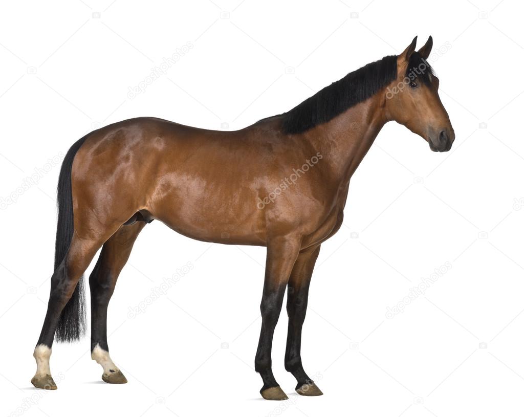 Incrocio cavallo su sfondo bianco — Foto Stock © lifeonwhite #16984923