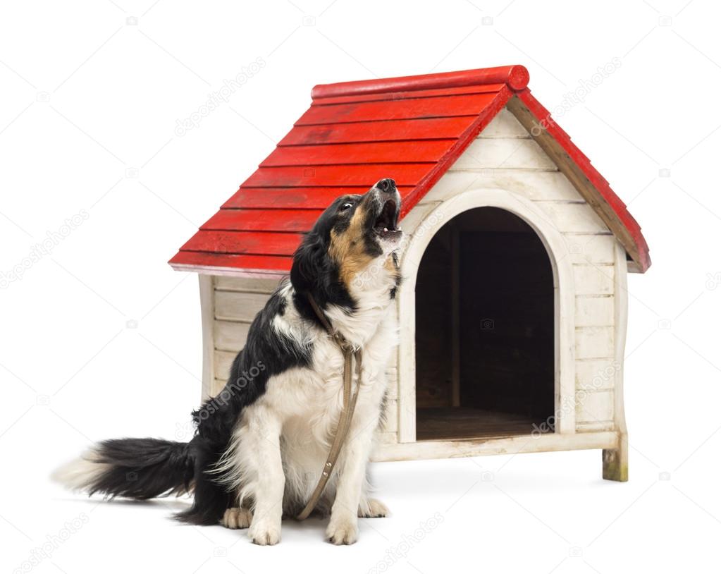 Border Collie tied and barking next to a kennel against white ...