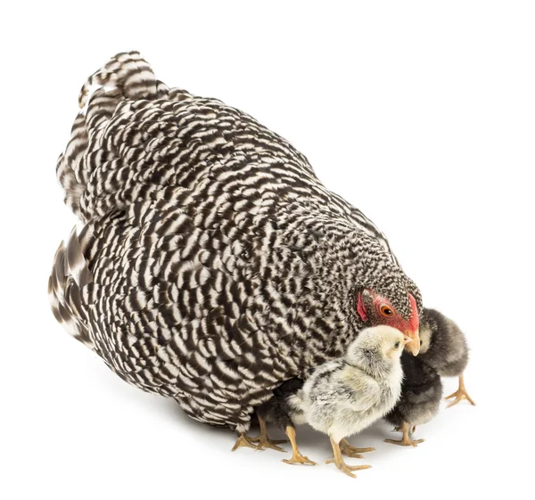 Mother Hen with its chicks against white background Stock Photo by ...