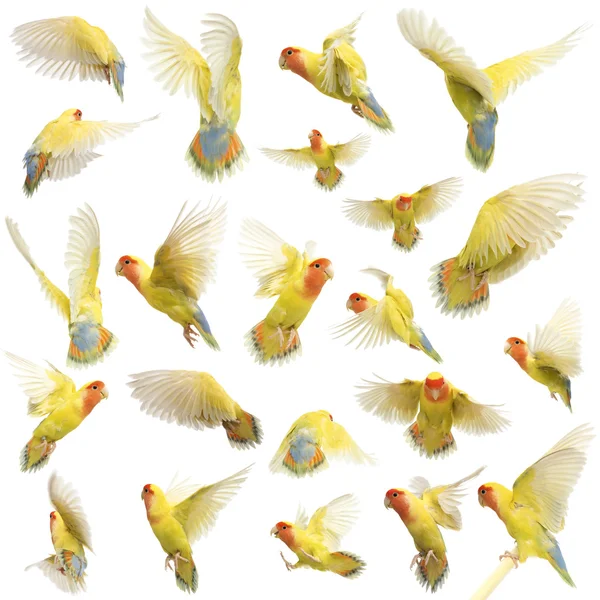 Bird background Stock Photos, Royalty Free Bird background Images ...