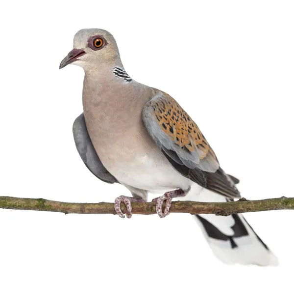 1,418 Turtle dove Stock Photos, Images | Download Turtle dove Pictures ...