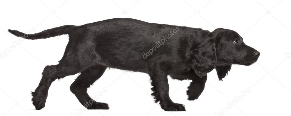 Side view of Working Cocker Spaniel walking against white background ...