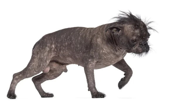 Animaux Super Moches 2: 2.1: Political And Social Aspects ~ MOCHE