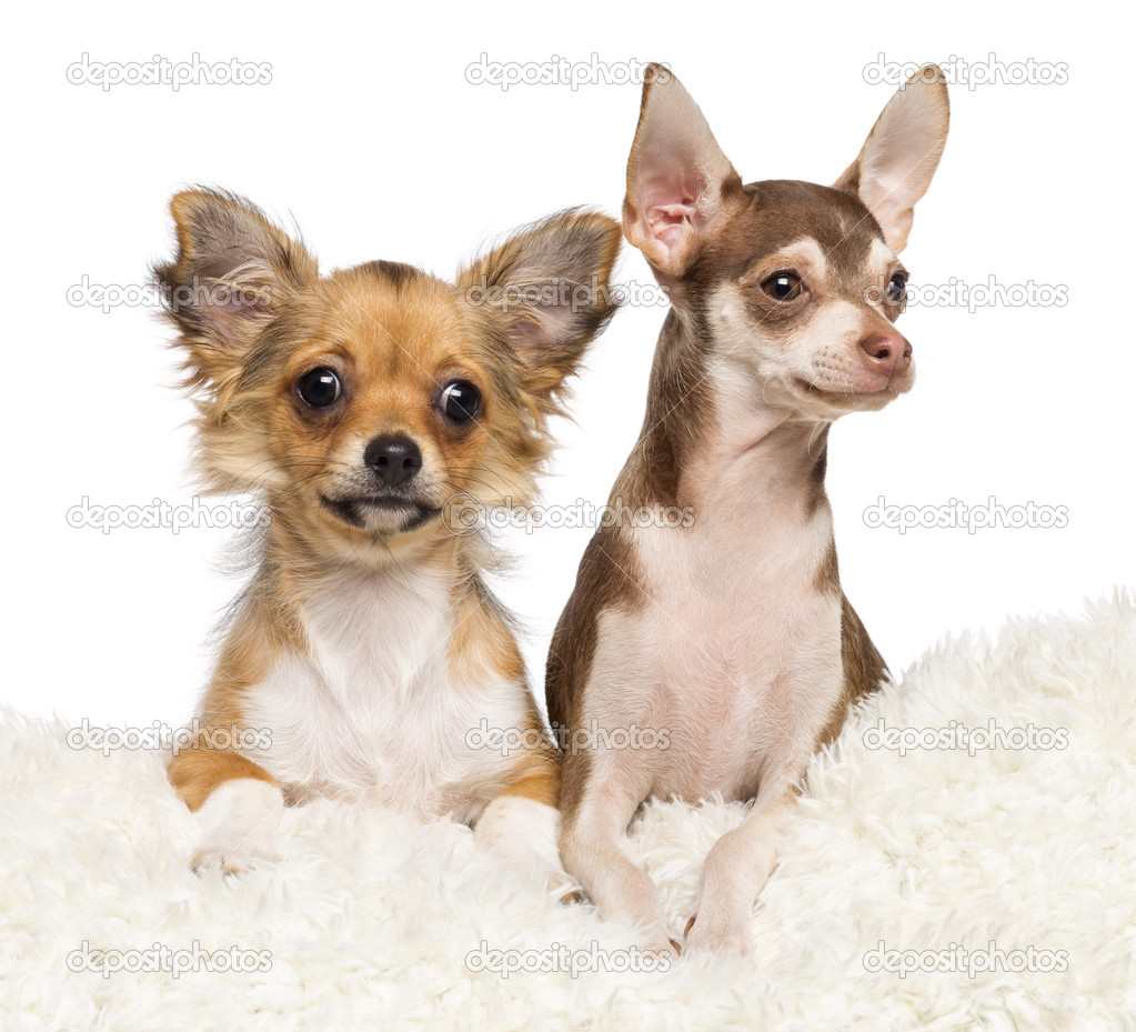 Chihuahua Mix Avec Chiots Terrier Chihuahua Puppies For Sale