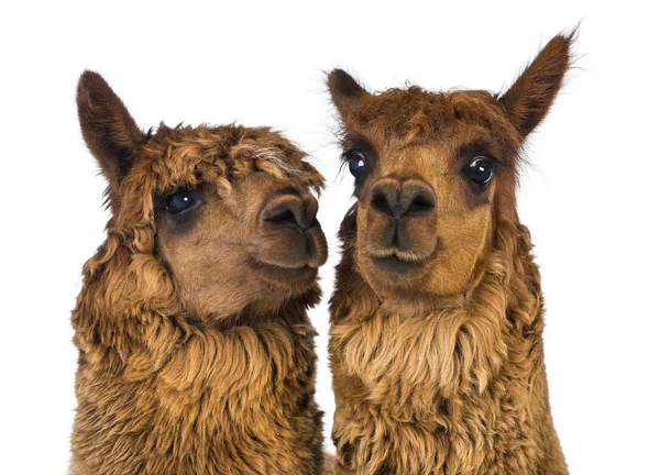 Alpacas fotos de stock, imágenes de Alpacas sin royalties | Depositphotos