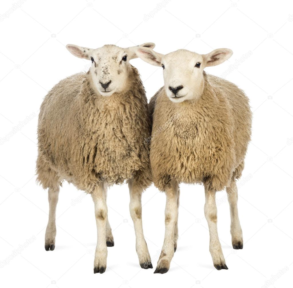 Two Sheep against white background — Stock Photo © lifeonwhite #21606819