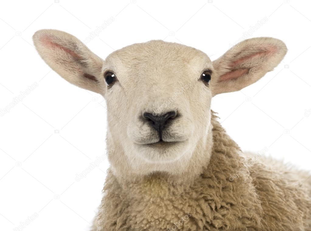 Close-up of a Sheep's head against white background — Stock Photo ...