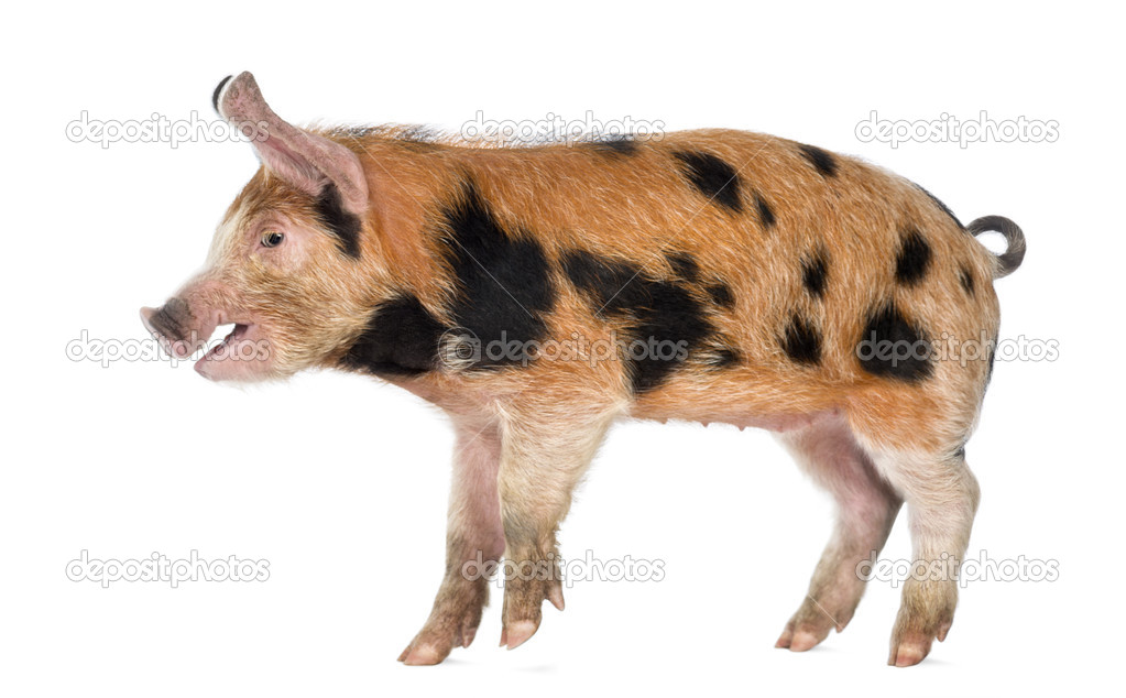 Adult Pig Side View