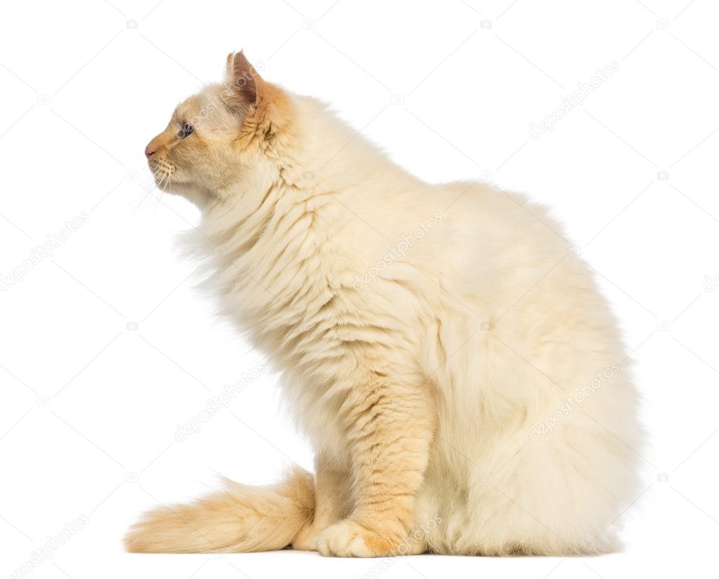 Sitting Cat Side View