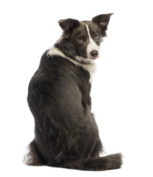 Border collie on hind legs in front of white background Stock Photo by ...