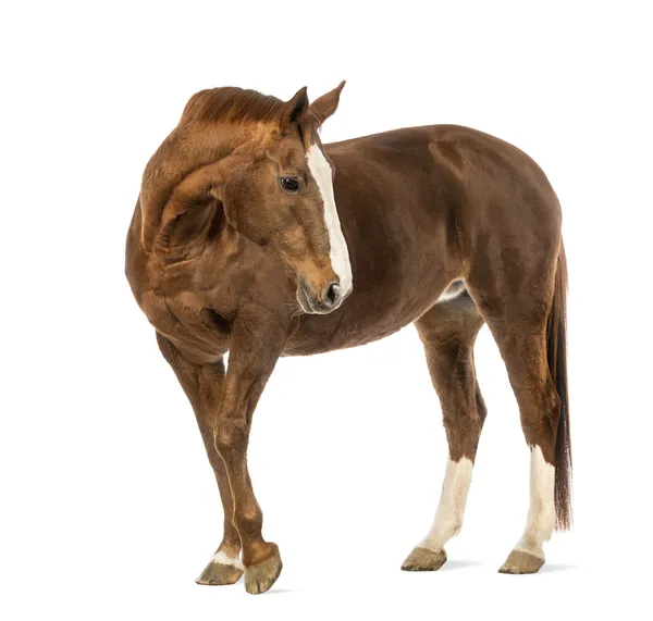 ᐈ Horse stock backgrounds, Royalty Free horse white backgrounds ...