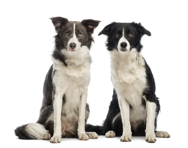 Is It Better To Have Two Border Collies