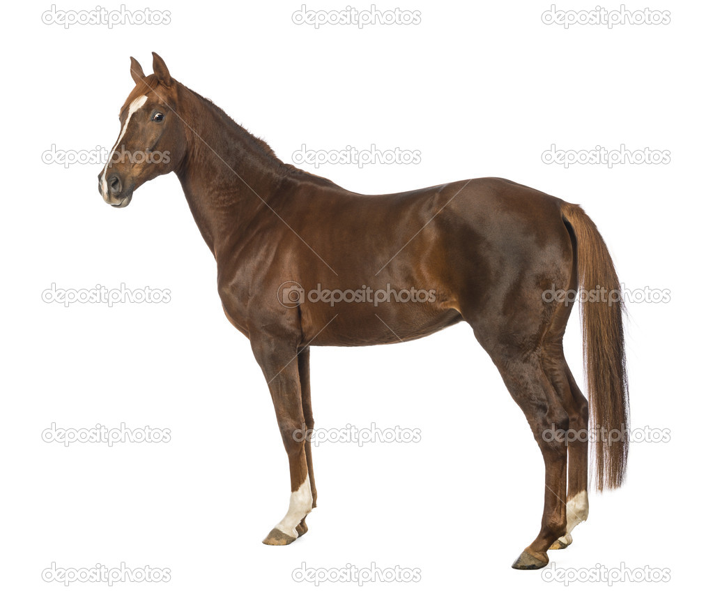 Side view of a Horse in front of white background Stock Photo by ...
