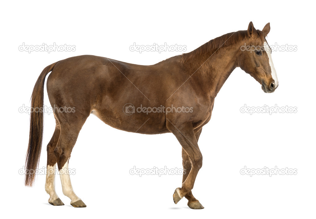 vista lateral de un caballo caminando delante de fondo blanco — Fotos ...