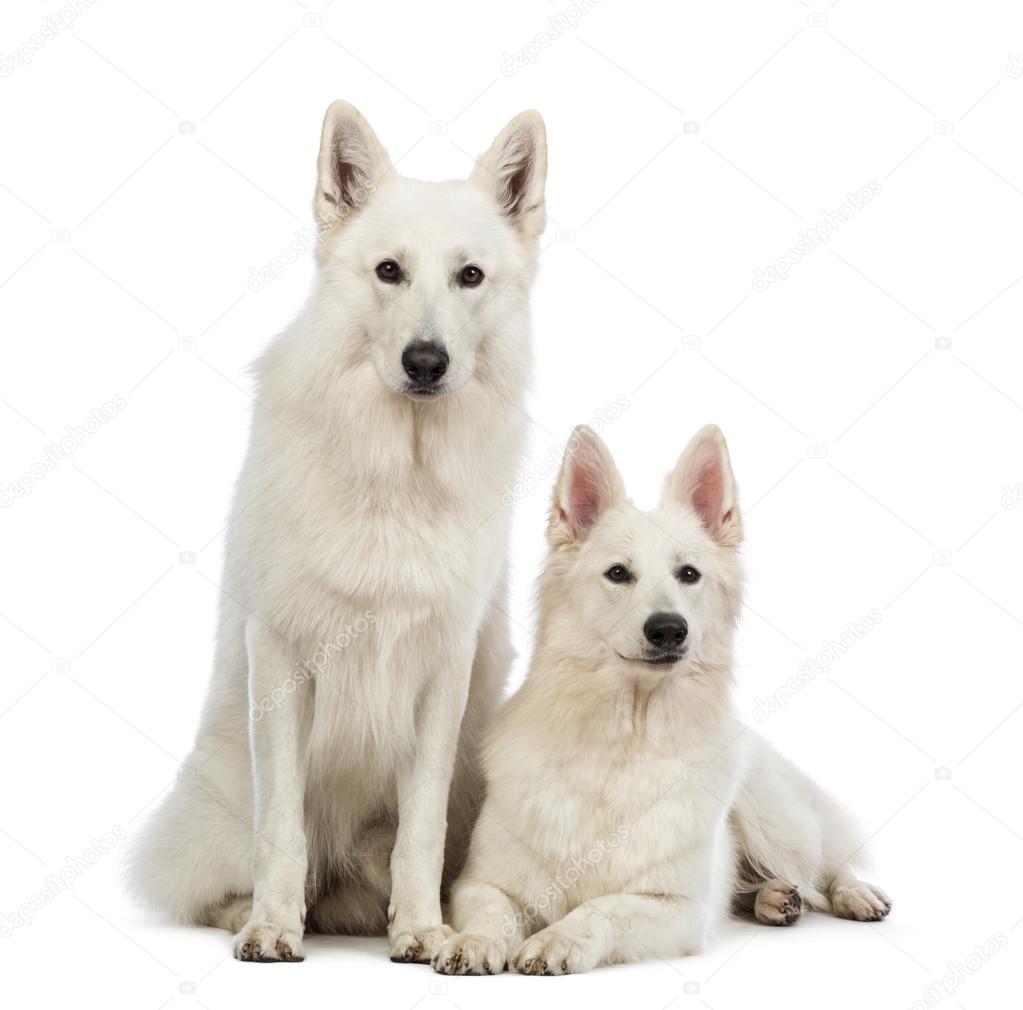 Dos perros pastores suizos, de 5 años, acostados y sentados frente al ...