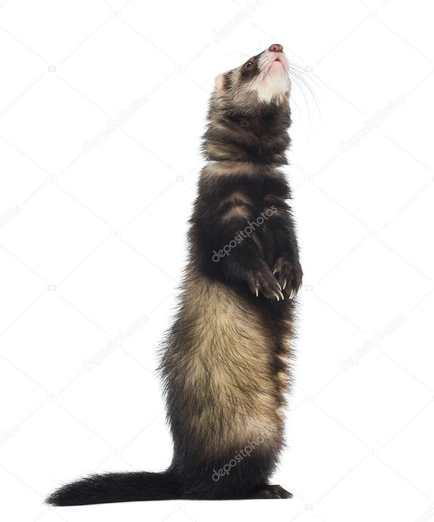 Ferret standing on hind legs and looking up, isolated on white Stock ...