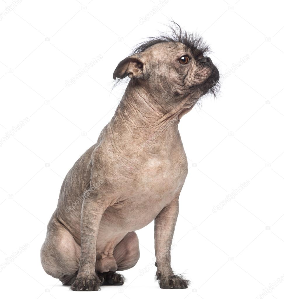 Chinese And French Bulldog Pug Mix