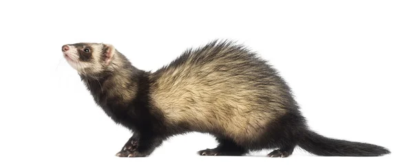 Ferret, 9 months old, standing on hind legs and looking up in front of ...