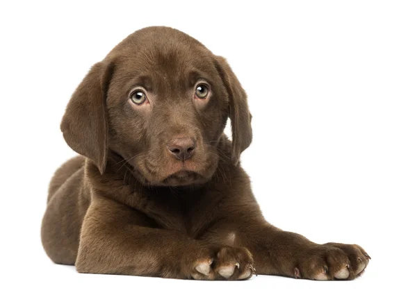 Close-up of a Labrador Retriever Puppy, 2 months old, isolated o ...