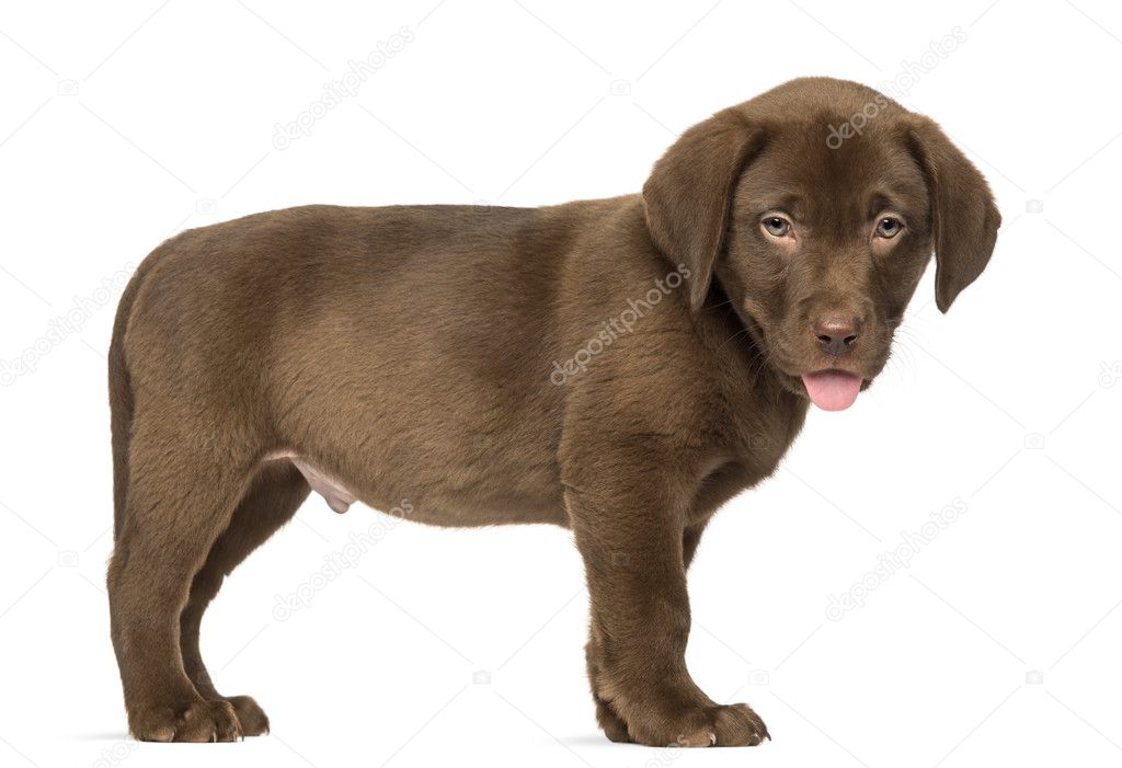 Do Labrador Retrievers Shed And When