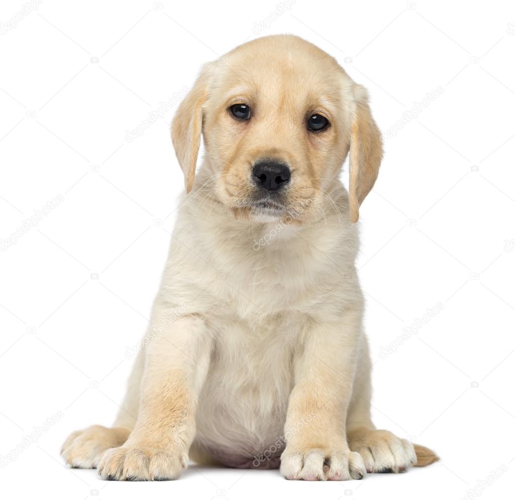 Labrador filhote de cachorro sentado e enfrentando, isolado no branco ...