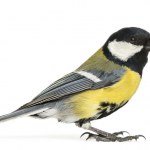 Male great tit, Parus major, isolated on white Stock Photo by ...