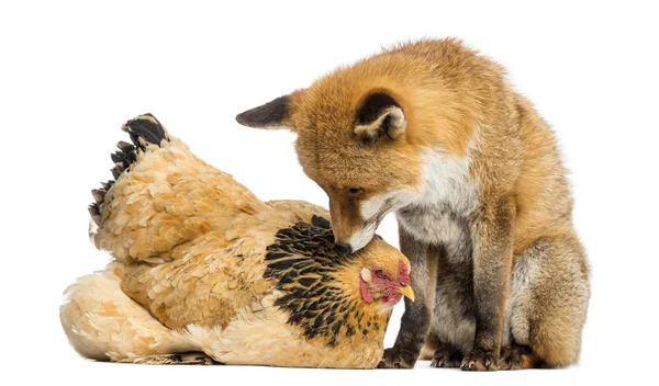 Fox and hen Stock Photos, Royalty Free Fox and hen Images | Depositphotos