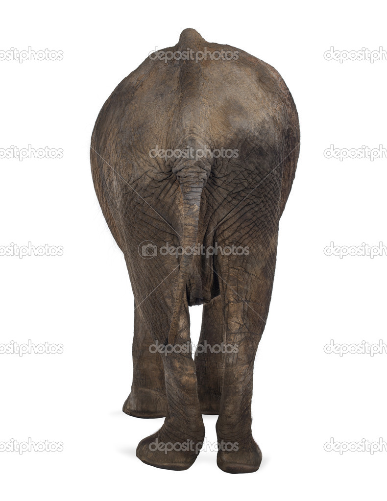 Rear view of an African elephant, isolated on white — Stock Photo ...