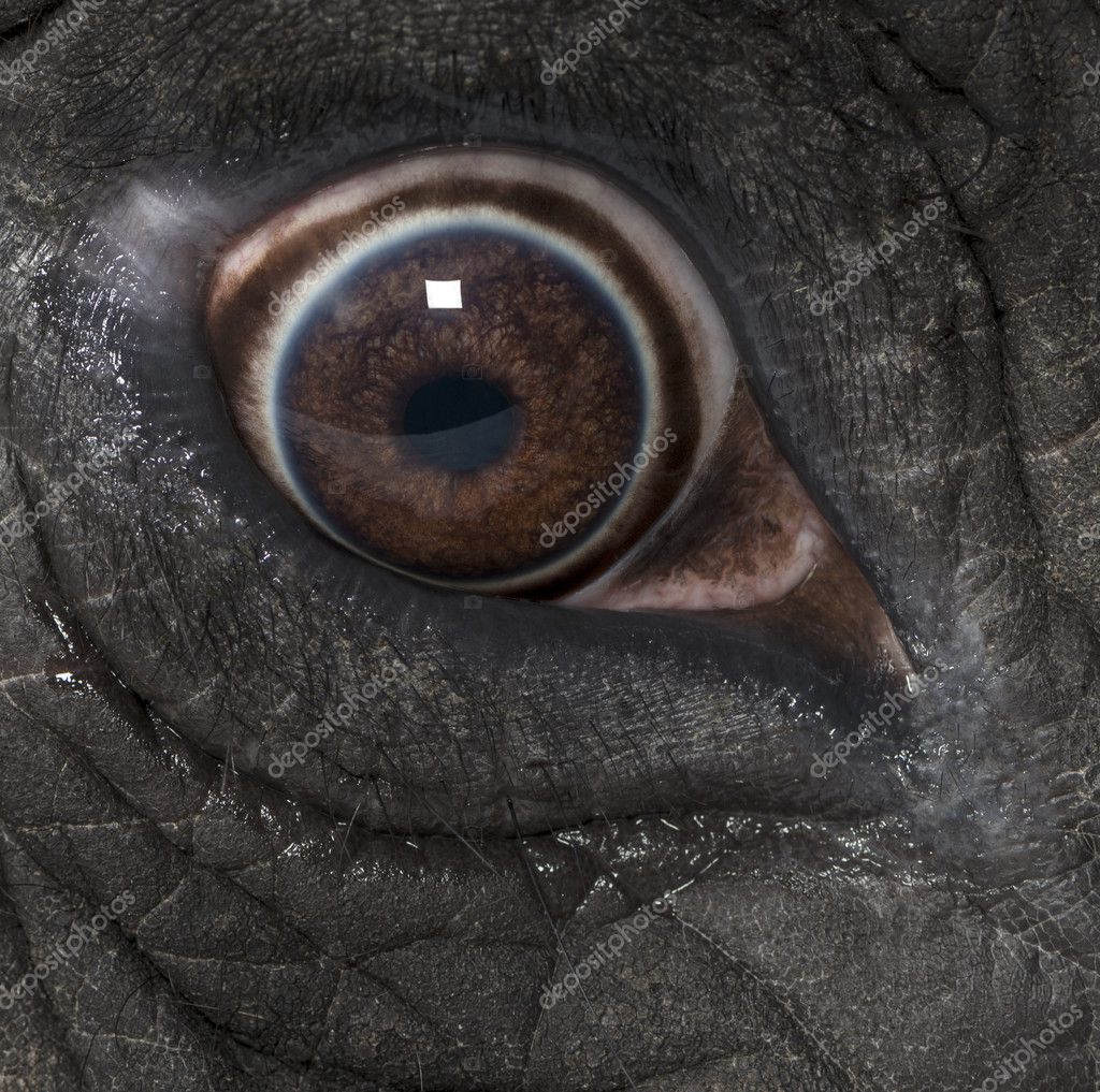 Macro of an African elephant's eye — Stock Photo © lifeonwhite #28721289