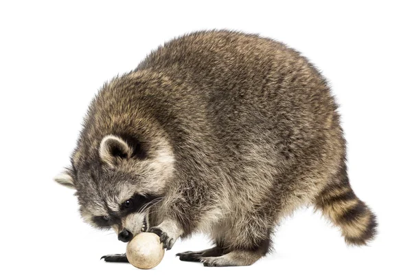 Raccoon eating Stock Photos, Royalty Free Raccoon eating Images ...