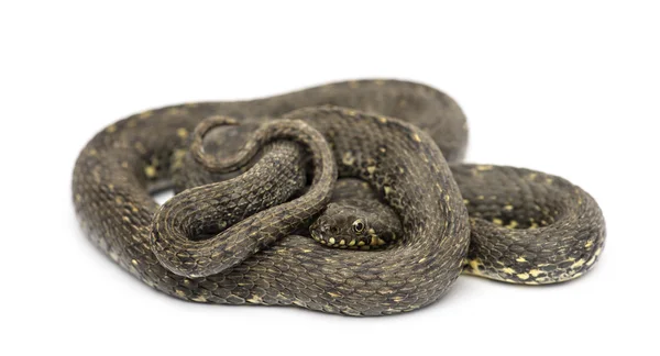 Green Whip Snake, Hierophis viridiflavus, isolated on white — Stock ...